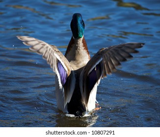 41,423 Bird wings back Images, Stock Photos & Vectors | Shutterstock