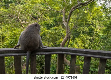 9,792 Monkey back Images, Stock Photos & Vectors | Shutterstock
