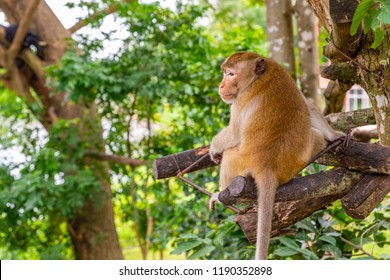 Back Side Monkey On Tree Open Stock Photo 1190352898 | Shutterstock