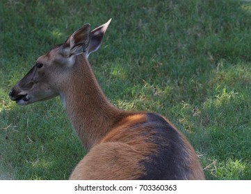 709 Deer head side view: foto stock, immagini e foto | Shutterstock