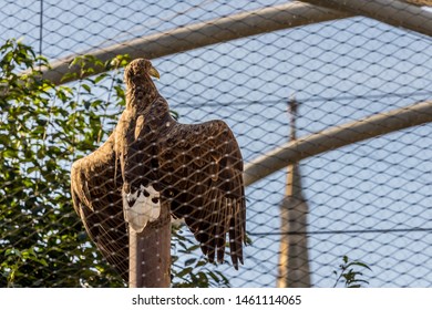 94 Eagle Back View Flying Images, Stock Photos & Vectors | Shutterstock