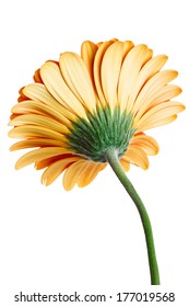 3,029 imágenes de Daisy side view - Imágenes, fotos y vectores de stock ...