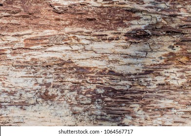 Back Side View Tree Bark Texture Stock Photo 1064567717 | Shutterstock