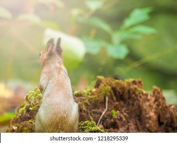 2,251 Squirrel back Stock Photos, Images & Photography | Shutterstock