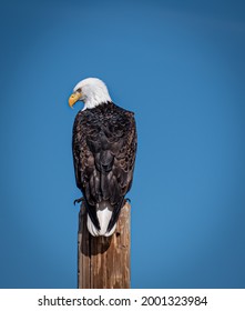 Back View Bald Eagle Stock Photo 2001323984 | Shutterstock