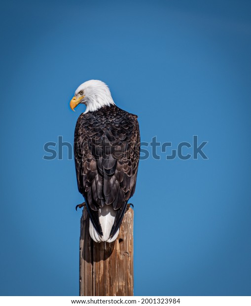 Back View Bald Eagle Stock Photo 2001323984 | Shutterstock