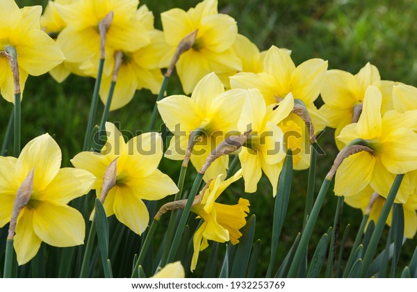 Back View Daffodils Bloom Captured Along Stock Photo (Edit Now) 1932253769
