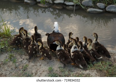Back View Ducks Going River Stock Photo (Edit Now) 719834332