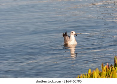 9,419 Seagull back Images, Stock Photos & Vectors | Shutterstock