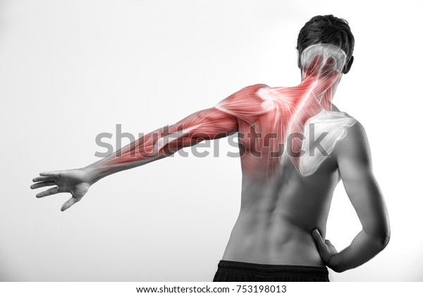 Back View Human Arm Scapula Muscle Stock Photo 753198013 | Shutterstock