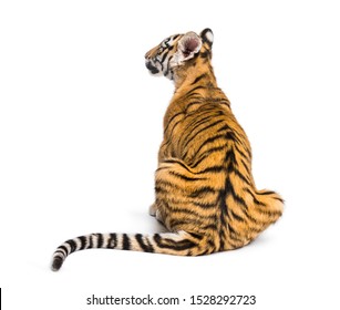 698 Tiger looking back Images, Stock Photos & Vectors | Shutterstock