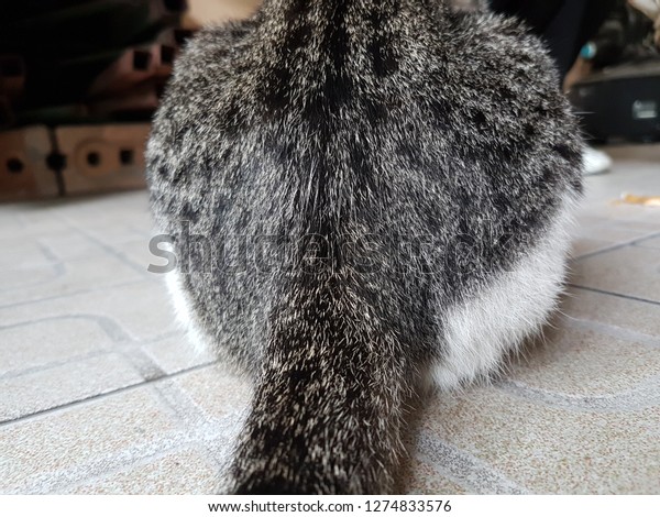 Back View Sitting Cat Stock Photo 1274833576 | Shutterstock