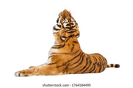 698 Tiger looking back Images, Stock Photos & Vectors | Shutterstock