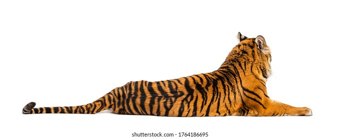 698 Tiger looking back Images, Stock Photos & Vectors | Shutterstock