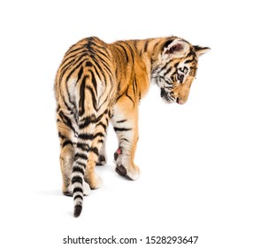 Back View Two Months Old Tiger Stock Photo (Edit Now) 1528293647