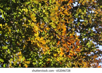 Backdrop Trees Stock Photo 652046728 | Shutterstock