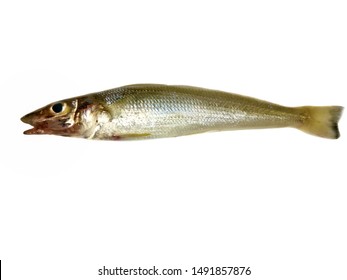 202 Silver sillago Images, Stock Photos & Vectors | Shutterstock