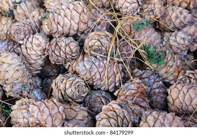 Background Cedar Cones Stock Photo 84179299 | Shutterstock