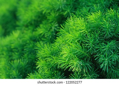 Background Conifer Evergreen Tree Branches Texture Stock Photo ...