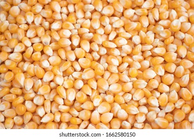 71,107 Maize kernel Images, Stock Photos & Vectors | Shutterstock