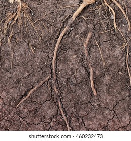Background Cross Section View Tree Roots Stock Photo 460232473 ...