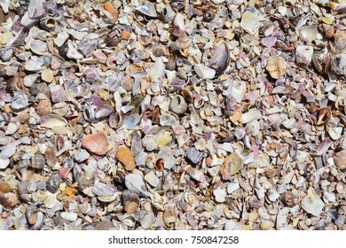 247 Conch Crush Images, Stock Photos & Vectors | Shutterstock