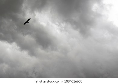 84 Falcon crying Images, Stock Photos & Vectors | Shutterstock