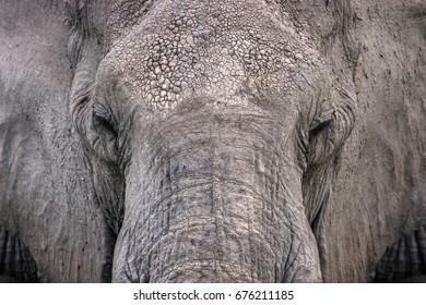 Frontal Face Elephant Looking Down Friendly Stock Photo 1382212943 ...
