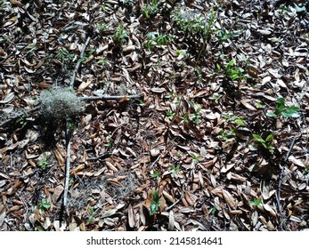 3,389 Fallen sticks Images, Stock Photos & Vectors | Shutterstock