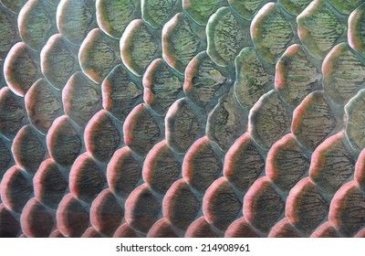 144 Arapaima Scales Images, Stock Photos & Vectors | Shutterstock
