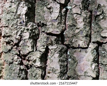 20,015 Pine form Images, Stock Photos & Vectors | Shutterstock