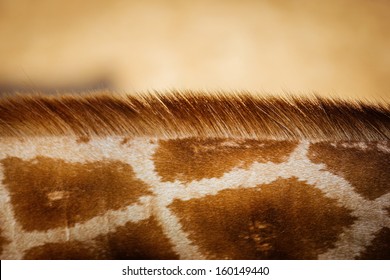 5,406 imágenes de Giraffe tail - Imágenes, fotos y vectores de stock ...