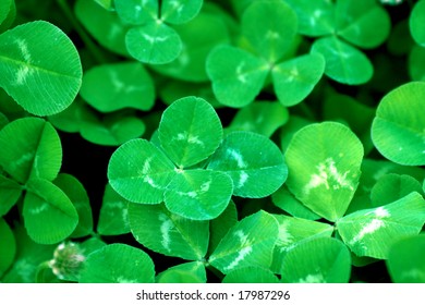 1,022 Clover Patch Images, Stock Photos & Vectors | Shutterstock