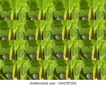 Pilosis Images, Stock Photos & Vectors | Shutterstock