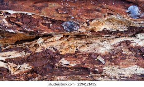 2,271 Rotten inside Images, Stock Photos & Vectors | Shutterstock