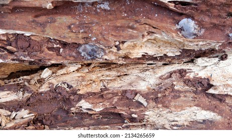 2,271 Rotten inside Images, Stock Photos & Vectors | Shutterstock