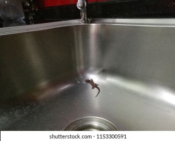 10 Gecko sink Images, Stock Photos & Vectors | Shutterstock