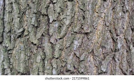 4,526 Banyan bark Images, Stock Photos & Vectors | Shutterstock