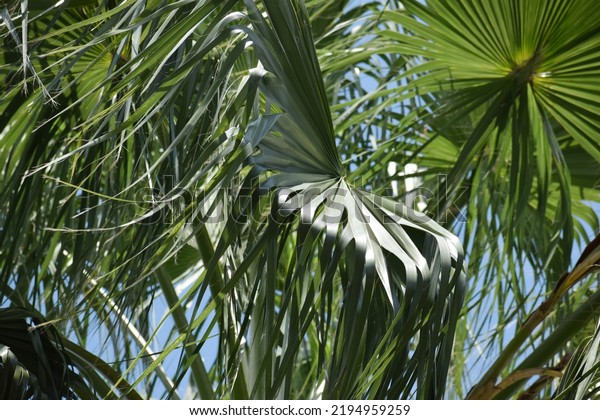 Background Leaf Tree Washingtonia Robusta Luxury Stock Photo 2194959259 ...