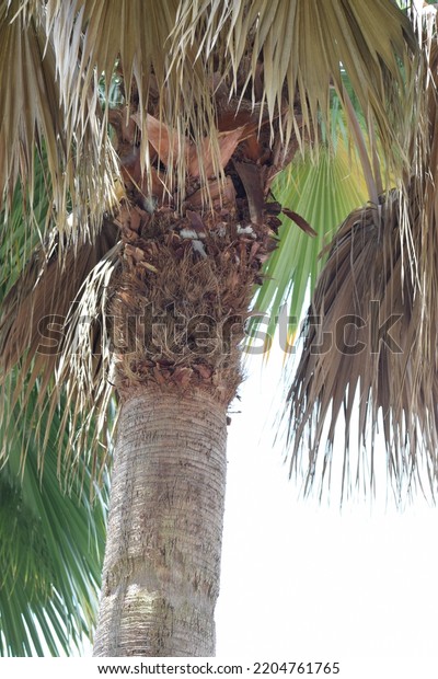 Background Leaf Tree Washingtonia Robusta Luxury Stock Photo 2204761765 ...