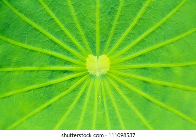 76,208 Lotus leaves texture Images, Stock Photos & Vectors | Shutterstock