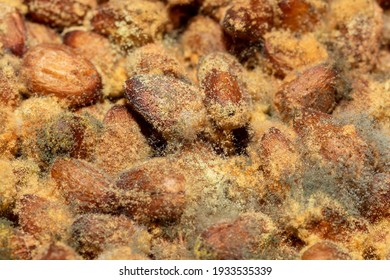 373 Inedible nuts Images, Stock Photos & Vectors | Shutterstock