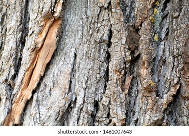 351,207 Tree skin Images, Stock Photos & Vectors | Shutterstock