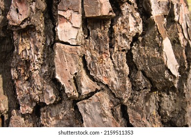 44,156 Old growth timber Images, Stock Photos & Vectors | Shutterstock
