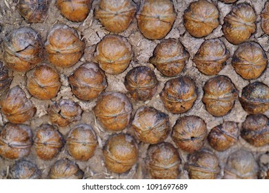 Background On Wall Nutshell Brown Color Stock Photo 1091697689 ...