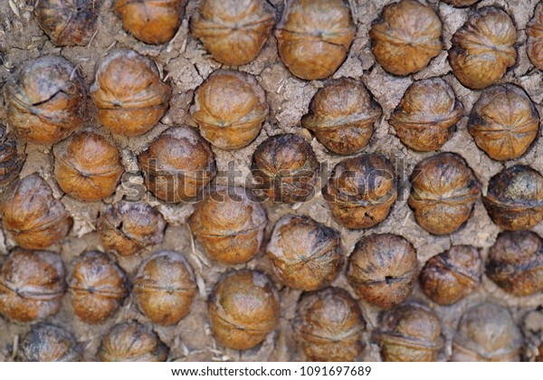 Background On Wall Nutshell Brown Color Stock Photo 1091697689 ...