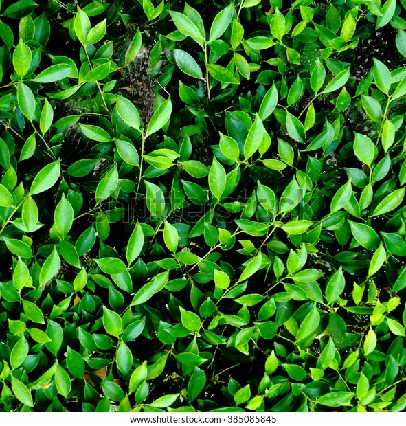 Background Pattern Vertical Green Leaves Wall Stock Photo (Edit Now ...