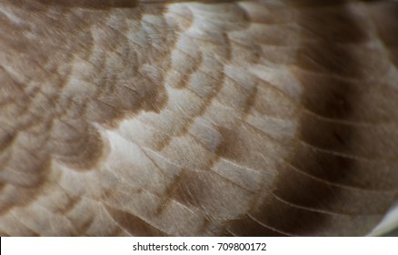 Background Pigeon Feather Pattern Stock Photo 709800172 | Shutterstock