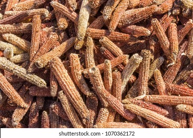 764 Corn Cob Empty Images, Stock Photos & Vectors | Shutterstock