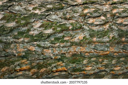 520 Exfoliating bark Images, Stock Photos & Vectors | Shutterstock